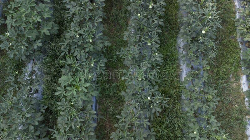 Look Down on Okra Farm from Above. Stock Image - Image of growing ...