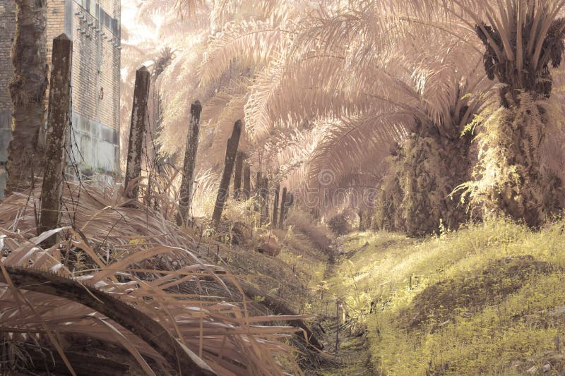 Image Looking at the Abandoned Building through the Plantation Foliage ...