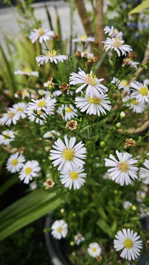 Looking at the Cluster of White Panicle Aster Flower. Stock Image ...