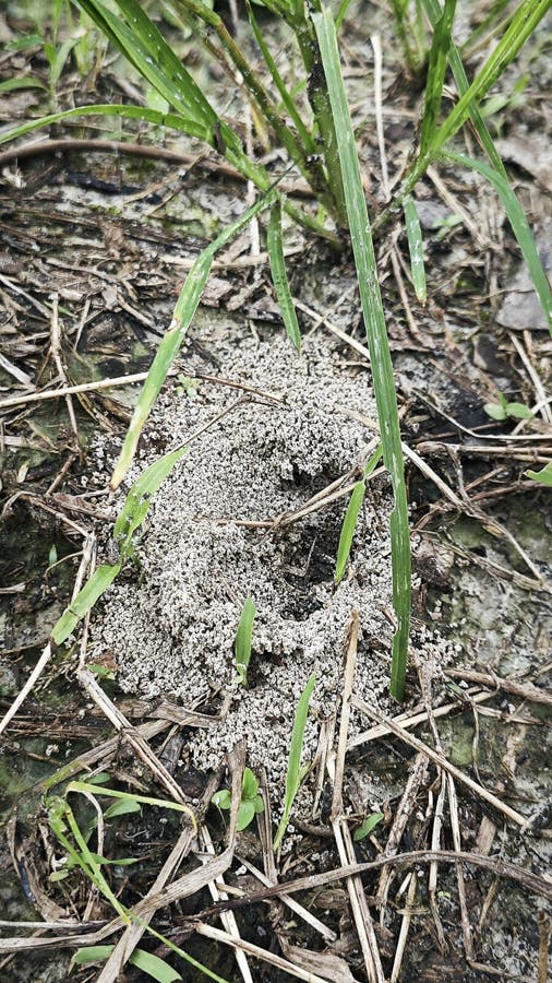 Looking Down on the Ground of the Formicary Anthill Sandy Nest. Stock ...