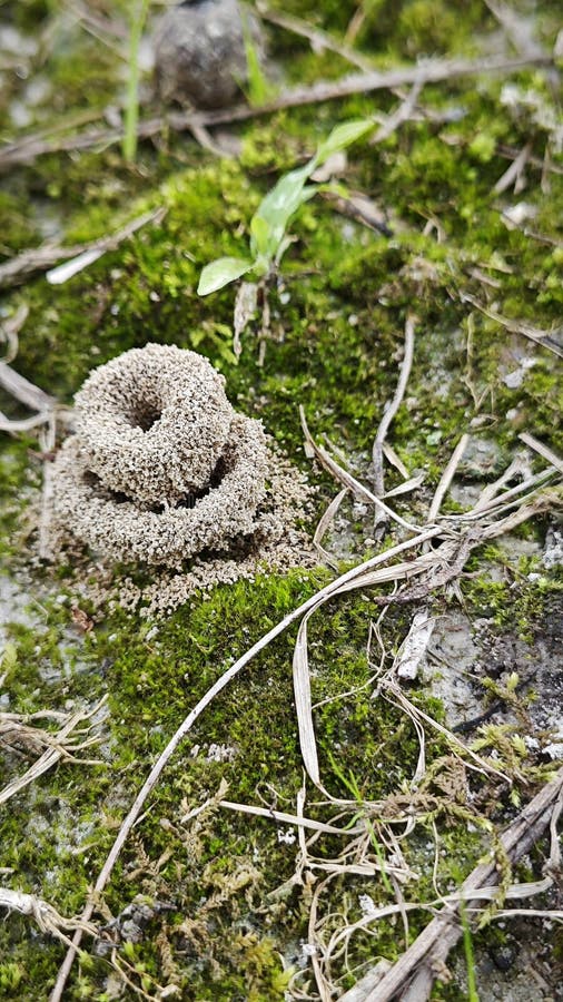 Looking Down on the Ground of the Formicary Anthill Sandy Nest. Stock ...