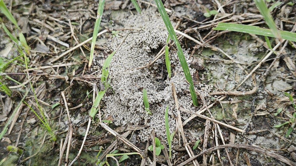 Looking Down on the Ground of the Formicary Anthill Sandy Nest. Stock ...