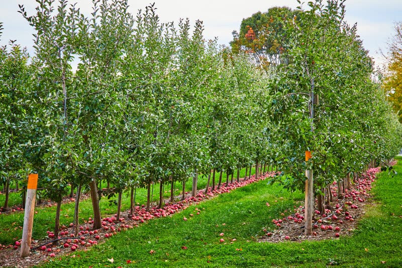 Looking Down Rows of Young Apple Trees in Orchard Stock Image - Image ...