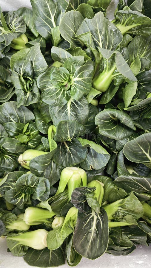 Looking Down on the Stack of Fresh Green Pak Choi Vegetable Stock Image ...