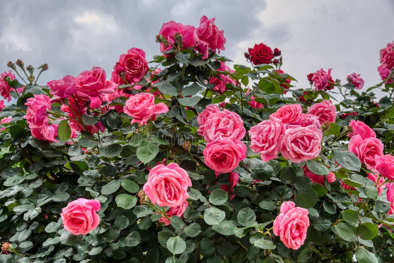 Looking at the Flowery Red China Rose Tree. Stock Image - Image of ...