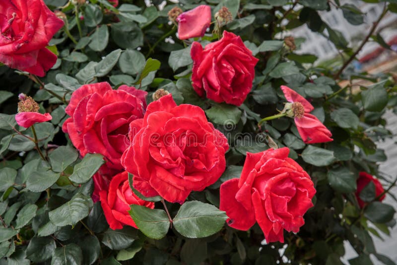 Looking at the Flowery Red China Rose Tree. Stock Photo - Image of ...
