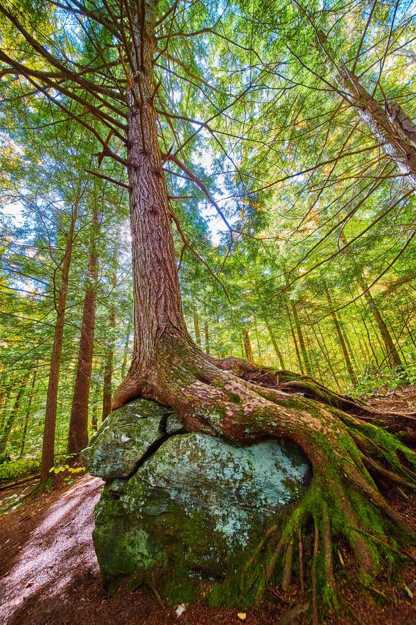 Looking Up at Tree with Exposed Roots Growing Over Large Boulder in ...