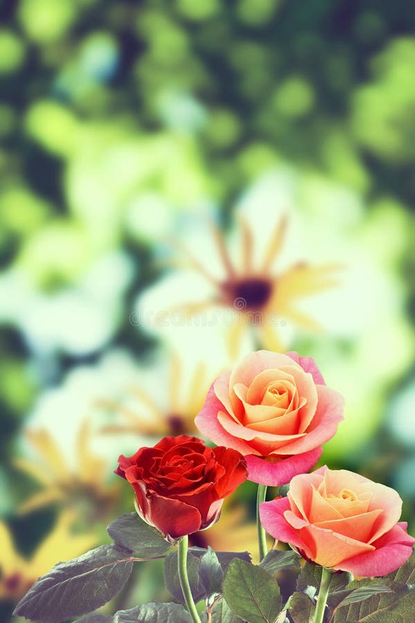 Image a lot of pink roses stock image. Image of ecology - 159814295