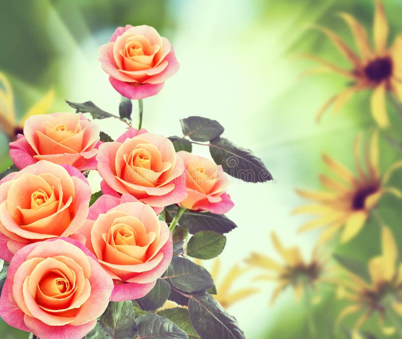 Image a lot of pink roses stock photo. Image of nature - 159814710