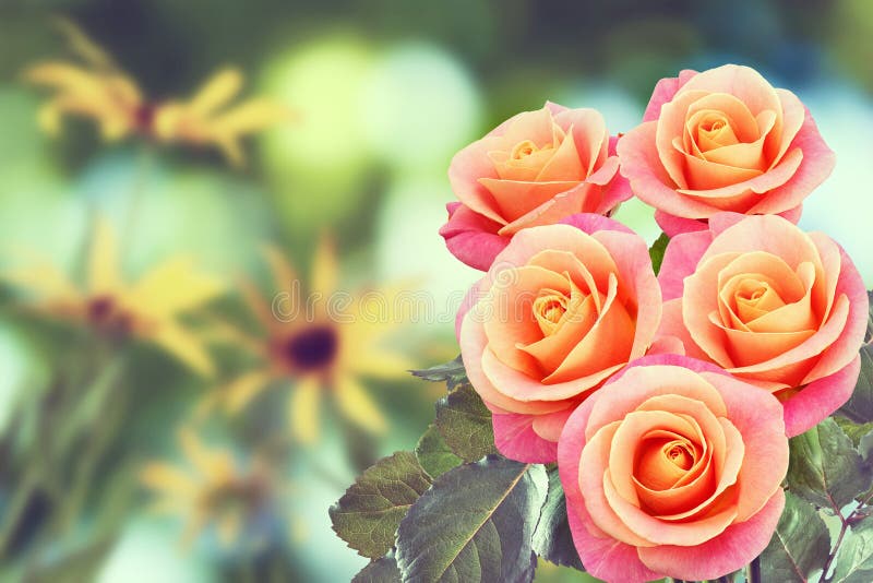 Image a lot of pink roses stock photo. Image of bright - 159814778