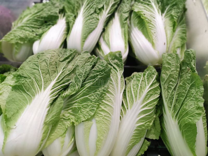 Lots of the China Long Cabbage Stock Photo - Image of nature, china ...