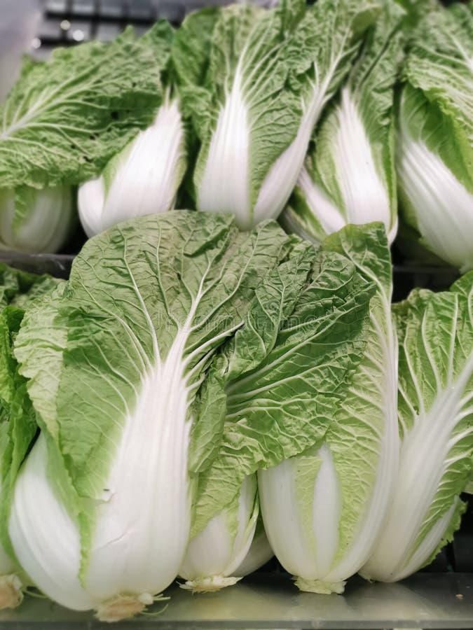 Lots of the China Long Cabbage Stock Image - Image of rapa, wongbok ...