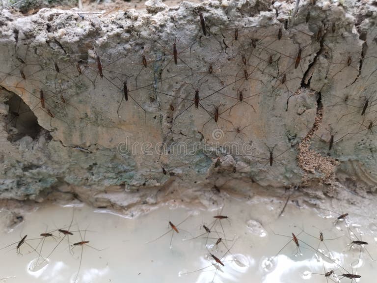 Lots of Water Strider Insects Walking on the Chalky Water Surface ...