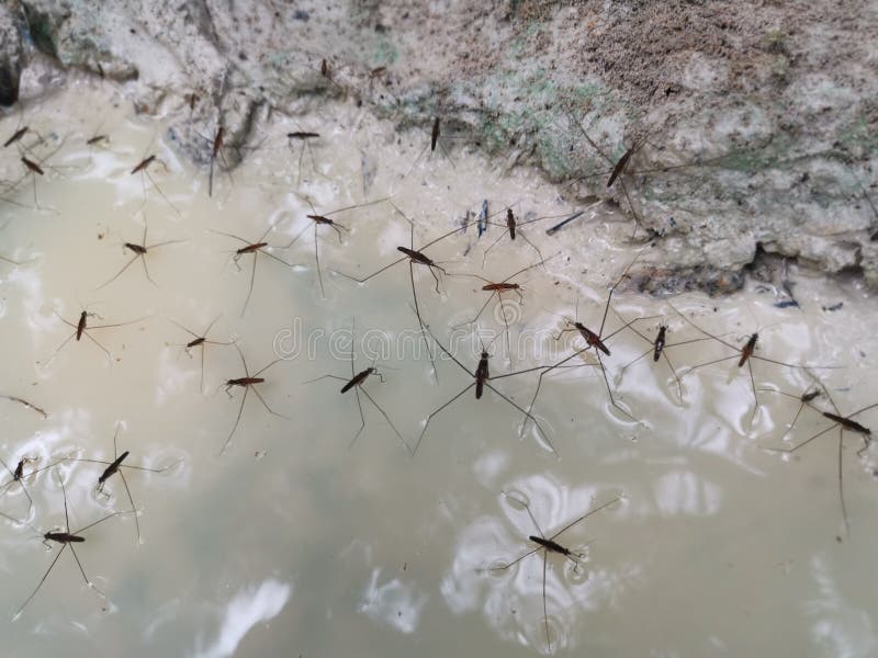 Lots of Water Strider Insects Walking on the Chalky Water Surface ...