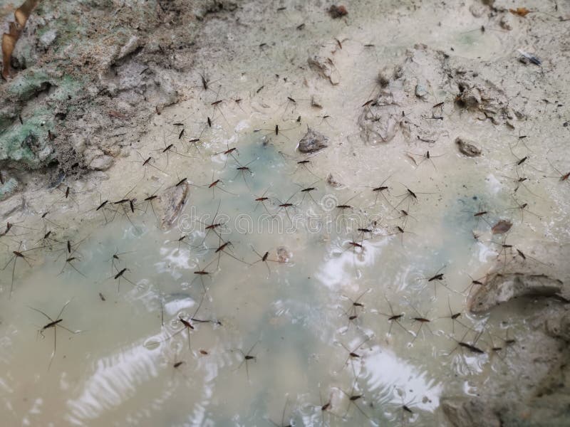 Lots of Water Strider Insects Walking on the Chalky Water Surface ...