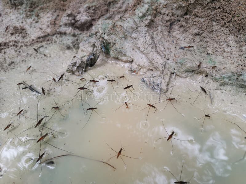 Lots of Water Strider Insects Walking on the Chalky Water Surface ...