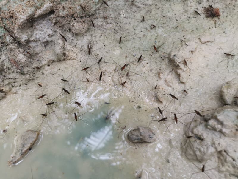 Lots of Water Strider Insects Walking on the Chalky Water Surface ...