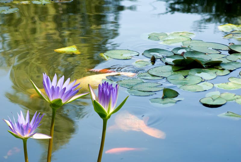 Image of Lotus and Fish in the River Closeup Stock Photo - Image of ...