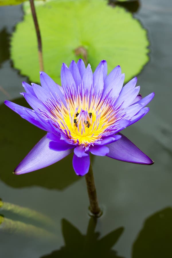Image of a Lotus Flower on the Water Stock Image - Image of floral ...