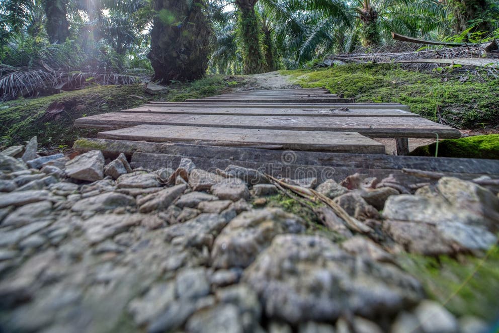 Low Angle View of the Rural Dirt Pathway into the Plantation. Stock ...