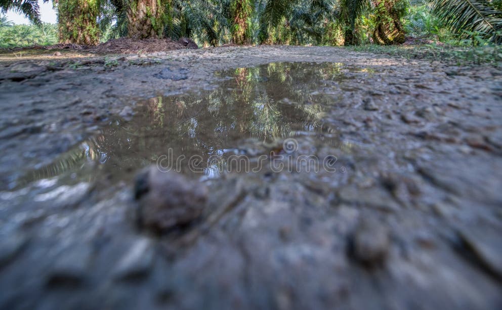 Low Angle View of the Rural Dirt Pathway into the Plantation. Stock ...