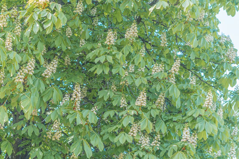 Image of a Lush Green Tree with Ripening Red and White Berries Overcast ...