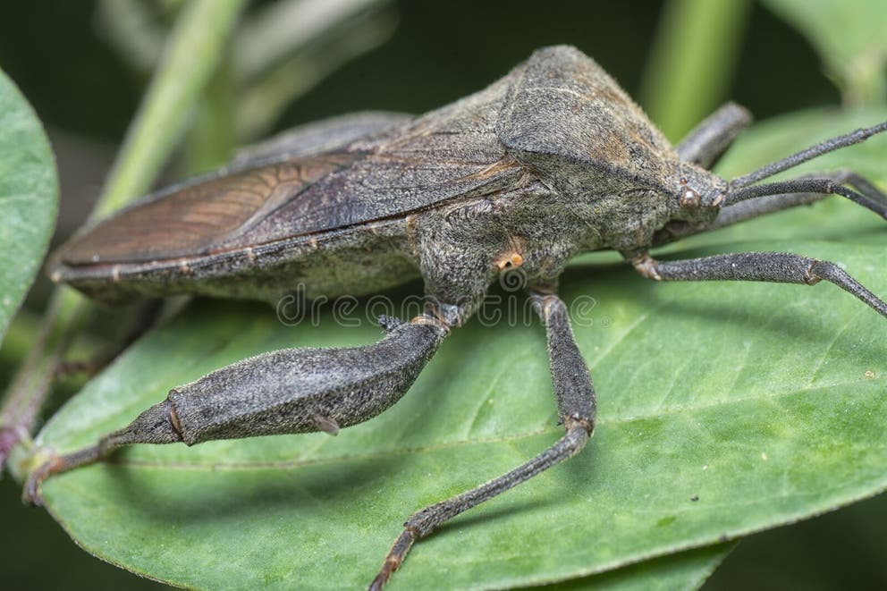 Coreid Leaf Footed Bug Climbing on the Weed Plant. Stock Photo - Image ...