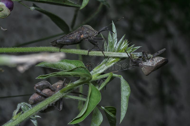 Coreid Leaf Footed Bug Climbing on the Weed Plant. Stock Photo - Image ...