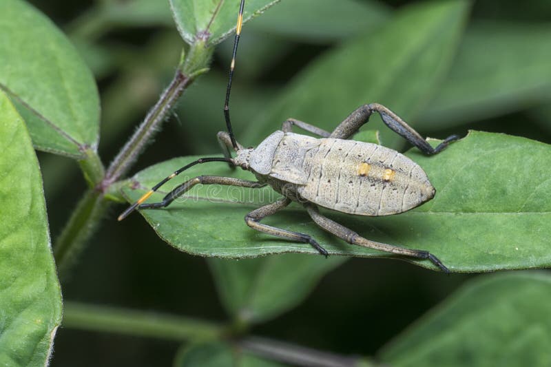 Coreid Leaf Footed Bug Climbing on the Weed Plant. Stock Photo - Image ...