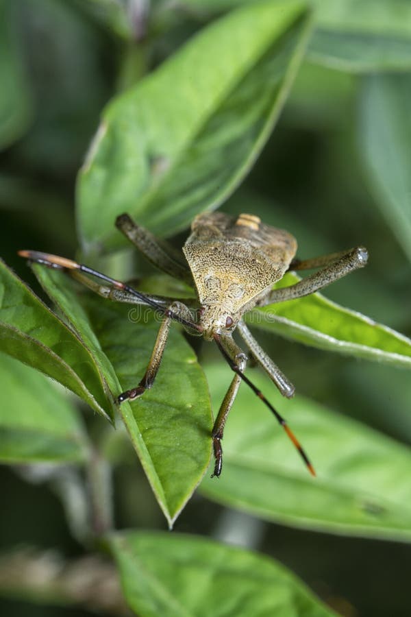 Coreid Leaf Footed Bug Climbing on the Weed Plant. Stock Photo - Image ...