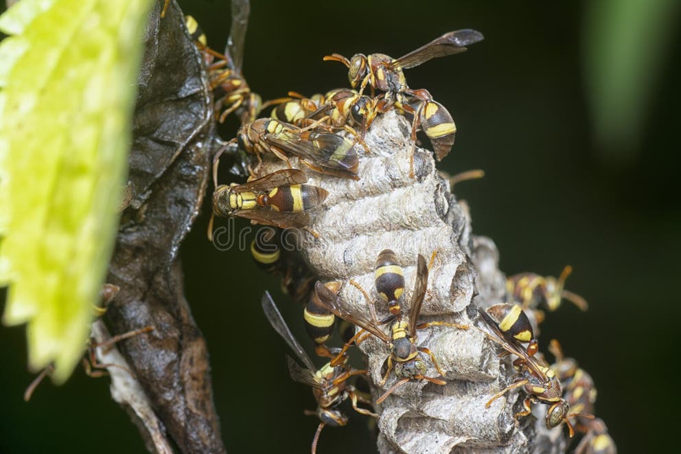 Macro Shot of the Paper Wasp Bees on the Nest Stock Photo - Image of ...