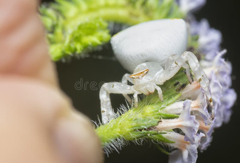 Macro Shot of the Thomisus Callidus Crawling on the Heliotropium ...