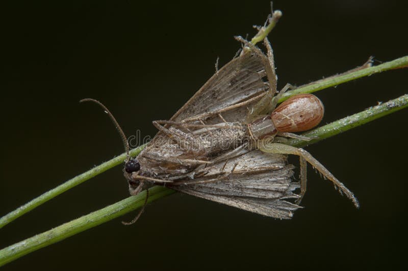 Cissusa Stock Photos - Free & Royalty-Free Stock Photos from Dreamstime