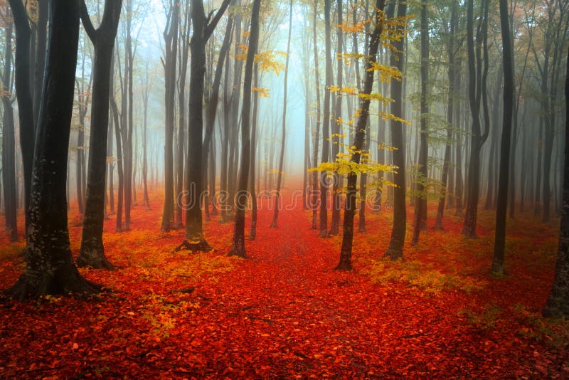 Beautiful Forest during Autumn Stock Image - Image of ghost, marsh ...