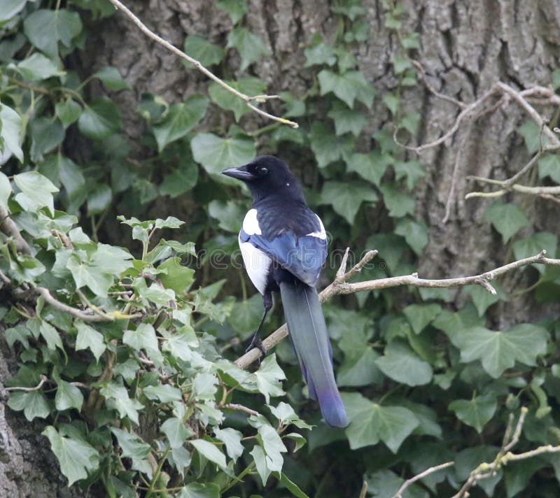 A magpie perched in a tree stock photo. Image of branch - 360153332