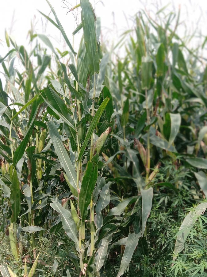 The Image of Maize Plant or Corn Plant from an Agricultural Farm. Stock ...