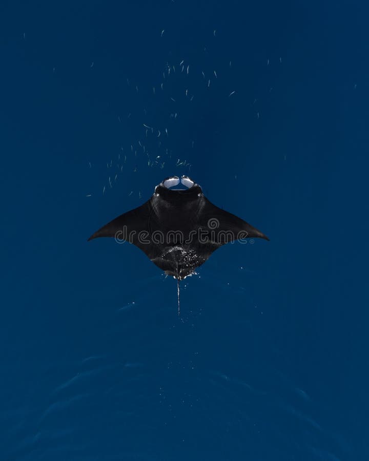 A Manta Ray Under Water with Bubbles Coming Out of Its Belly Stock ...