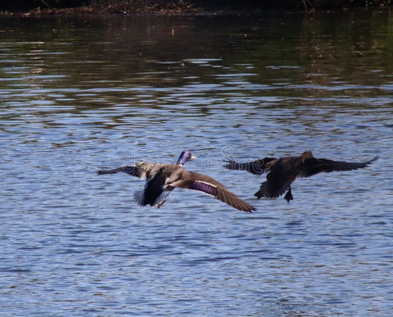Mallard ducks in flight stock image. Image of anas, goose - 274971757
