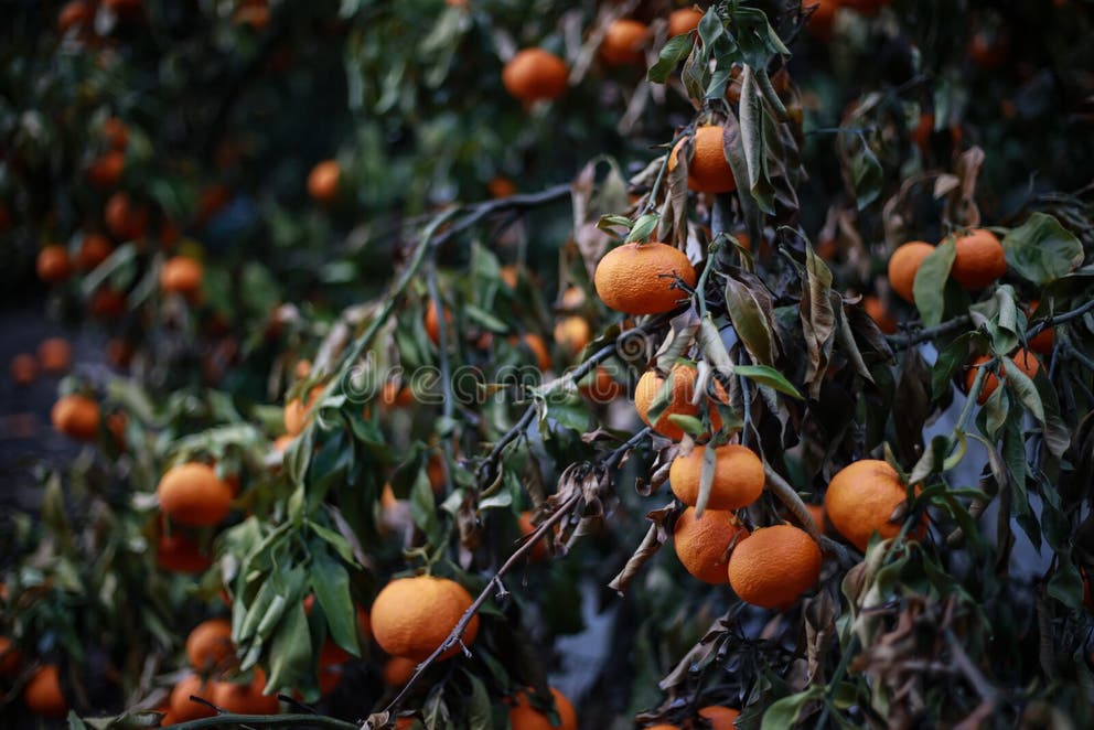 Image of a Dead Orange Tree Stock Image - Image of asia, autumn: 238292305