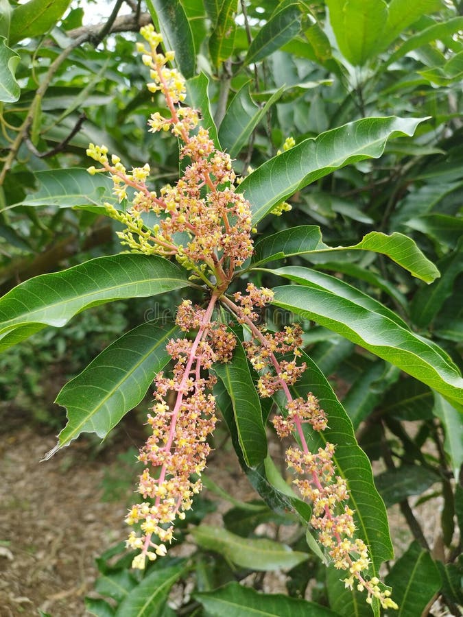 An image of a mango flower stock photo. Image of floral - 313227230