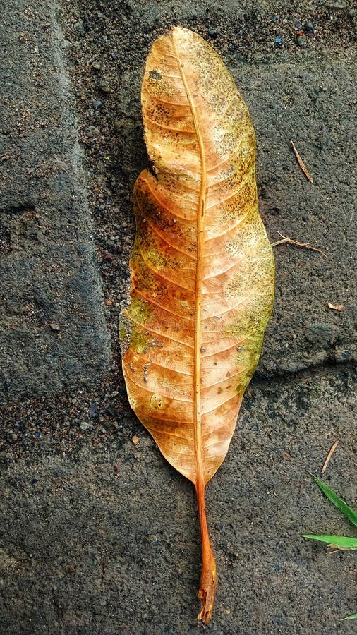 Image of Mango Tree Leaves Falling Stock Image - Image of ...