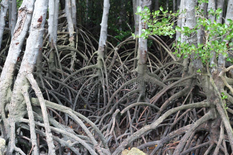 Tree Roots in a Mangrove Grove Stock Image - Image of roots, sitting ...