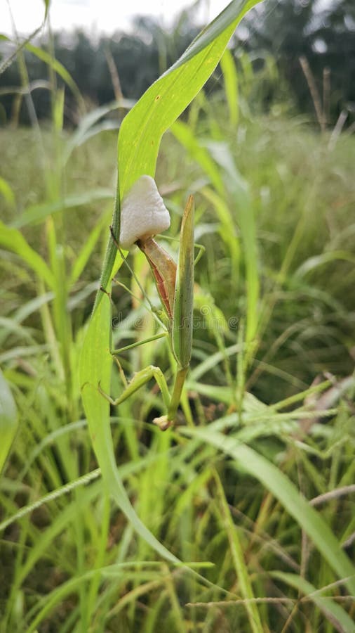 Mantis Religiosa Laying Eggs into Foamy Egg Case on the Cogongrass Long Leaves. Stock Image ...