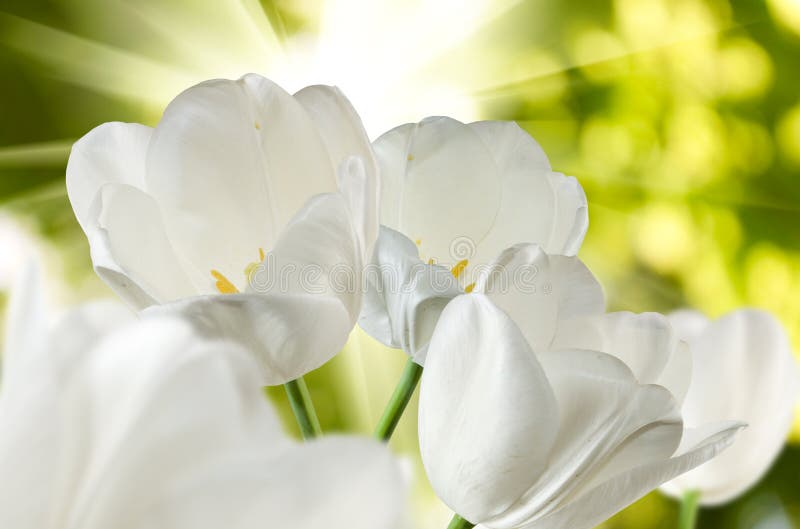 Image of Many Beautiful Flowers Stock Image - Image of garden, leaves ...