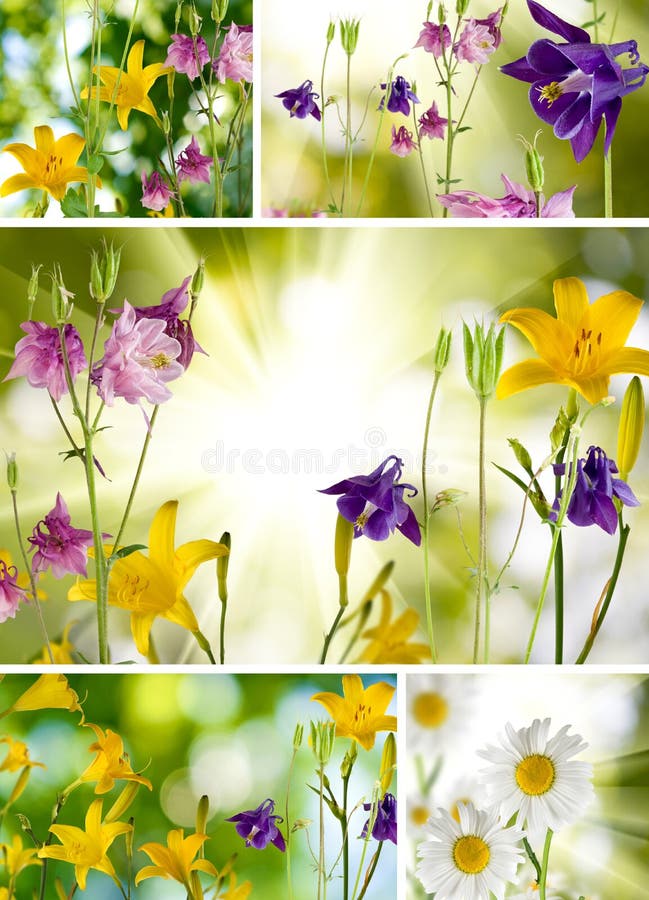 Image Many Beautiful Flowers Stock Photo - Image of celebrate, greeting ...