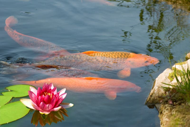 Image of Many Fish and a Lotus Flower in Pond Close Up Stock Photo ...
