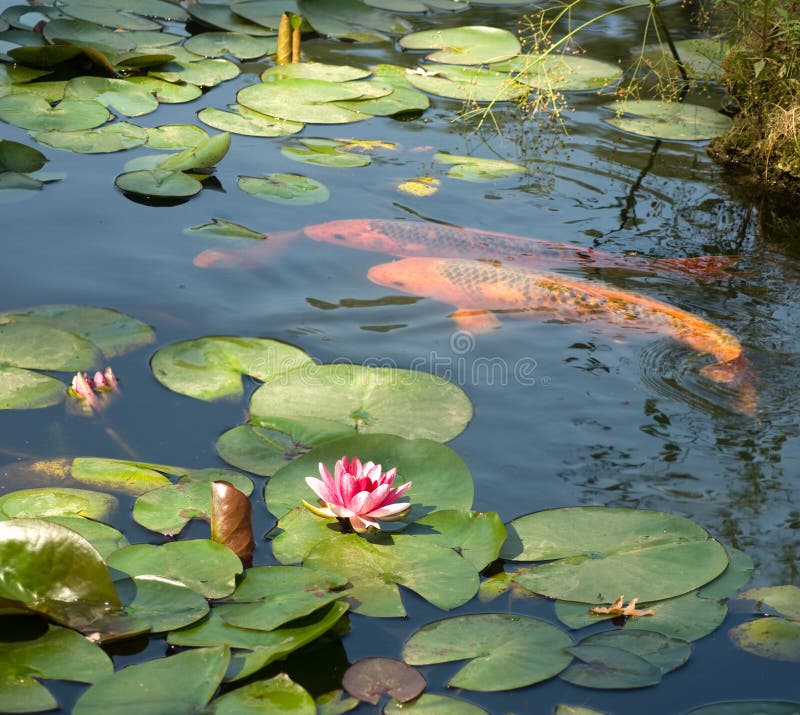 Image of Many Fish in Pond Closeup Stock Photo - Image of aquarium ...