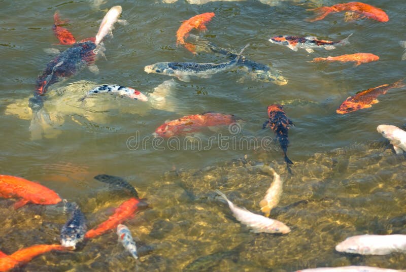 Image of Many Fish in Pond Closeup Stock Photo - Image of bahamas ...