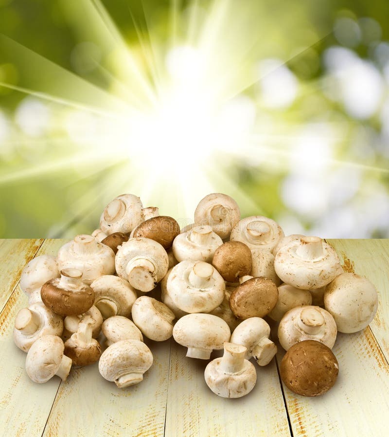 Image of many mushrooms stock photo. Image of full, heap - 52279520