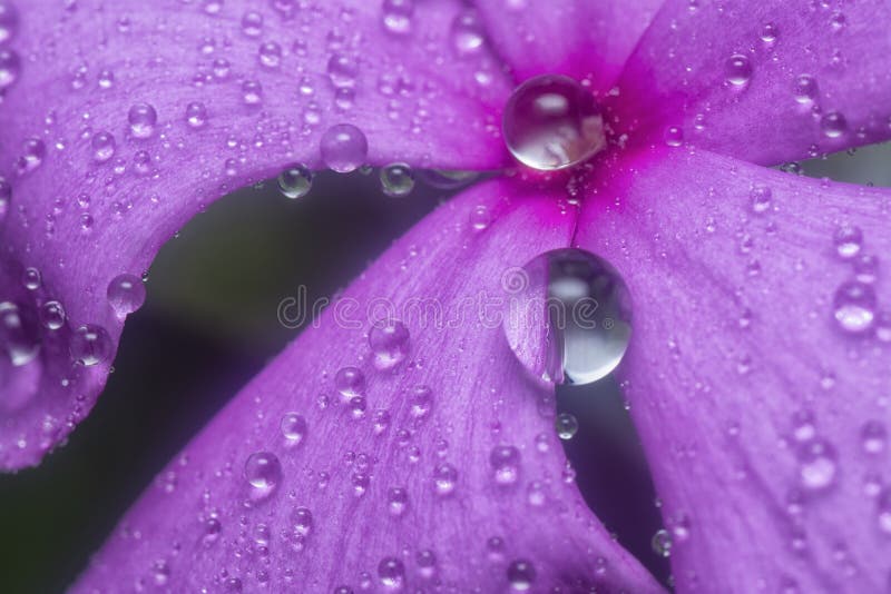 Many Tiny of Rain Droplets on the Periwinkle Petals Stock Photo - Image ...